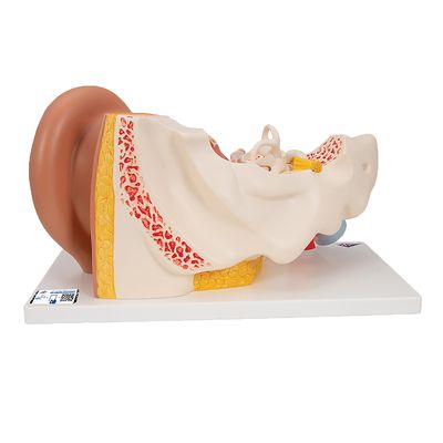 3B® Human Ear Model, 4 Parts | Carolina Biological Supply