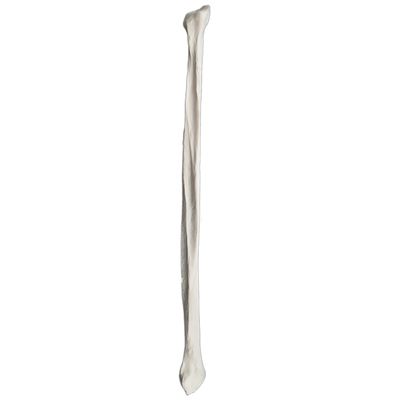 Human Bone Model, Right Fibula | Carolina Biological Supply