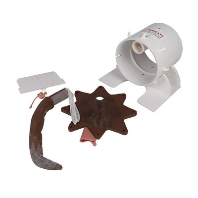 Canine Rectal Exam Task Trainer | Carolina Biological Supply