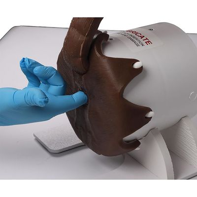 Canine Rectal Exam Task Trainer | Carolina Biological Supply