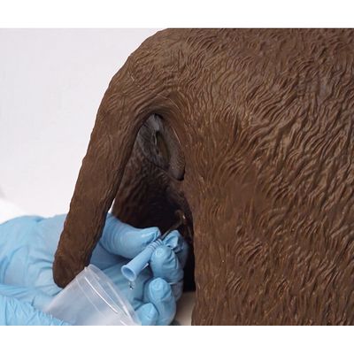 "Cathy" Female Dog Catheterization Simulator | Carolina Biological Supply