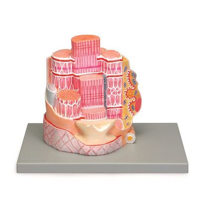Altay® Skeletal Muscle Fiber Model | Carolina Biological Supply