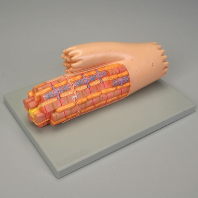 Altay Microstructure of Cardiac Muscle Model | Carolina Biological Supply