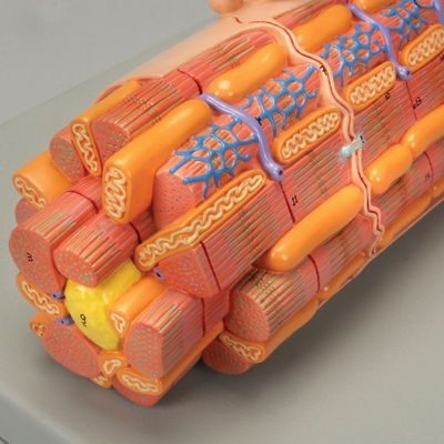 Altay Microstructure of Cardiac Muscle Model | Carolina Biological Supply