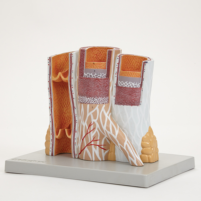 Altay® Microstructure of Artery and Vein Model | Carolina Biological Supply