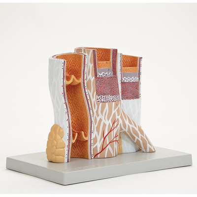 Altay® Microstructure of Artery and Vein Model | Carolina Biological Supply