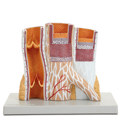 Altay® Microstructure of Artery and Vein Model | Carolina Biological Supply