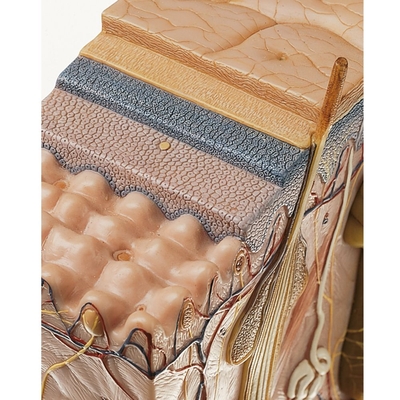 Somso® Human Skin Section Model | Carolina Biological Supply