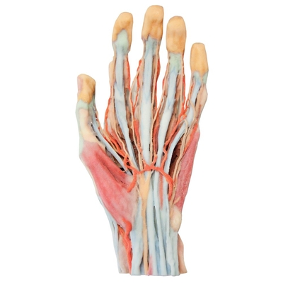 3-D Printed Human Superficial Hand Dissection Model | Carolina ...