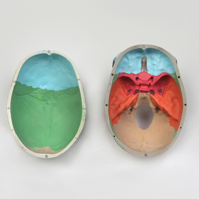 Carolina® Human Skull, Color Coded, Plastic | Carolina Biological Supply