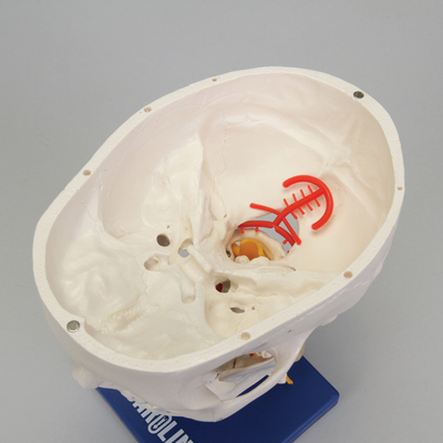 Carolina® Human Skull with Cervical Spine Model | Carolina Biological ...