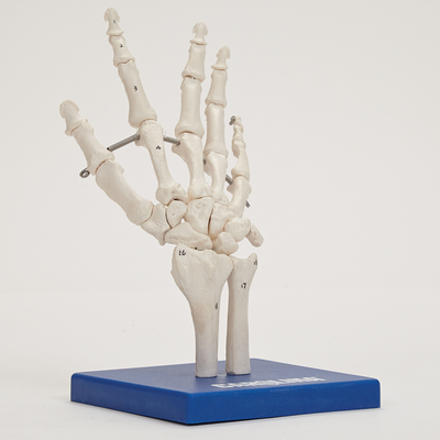 Carolina® Human Skeletal Hand Model | Carolina Biological Supply