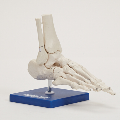 Carolina® Human Skeletal Foot Model | Carolina Biological Supply