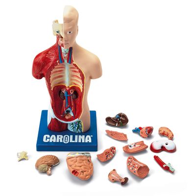 Carolina® Human Micro Sexless Torso Model with Open Back | Carolina ...