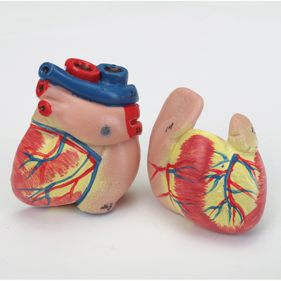 Carolina® Miniature Sexless Torso Model | Carolina Biological Supply