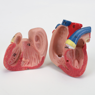 Carolina® Miniature Sexless Torso Model | Carolina Biological Supply