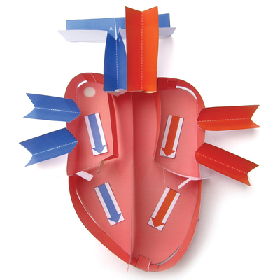 Origami Organelles™ 3-D Paper Model Kit: Human Heart | Carolina ...