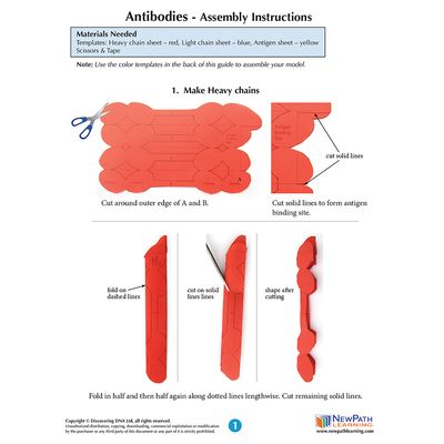 Origami Organelles™ 3-D Paper Model Kit: Antibodies Test | Carolina ...