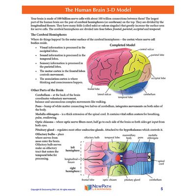 Origami Organelles™ 3-D Paper Model Kit: Human Brain | Carolina ...