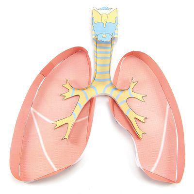 Origami Organelles™ 3-D Paper Model Kit: Lungs | Carolina Biological Supply