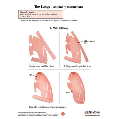 Origami Organelles™ 3-D Paper Model Kit: Lungs | Carolina Biological Supply