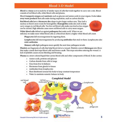 Origami Organelles™ 3-D Paper Model Kit: Blood | Carolina Biological Supply