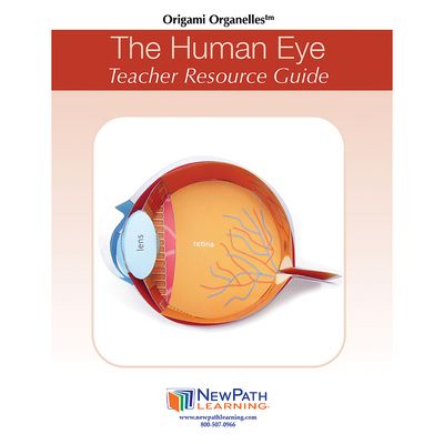 Origami Organelles™ 3-D Paper Model Kit: Human Eye | Carolina ...