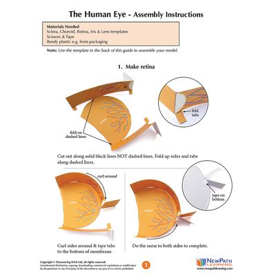 Origami Organelles™ 3-D Paper Model Kit: Human Eye | Carolina ...