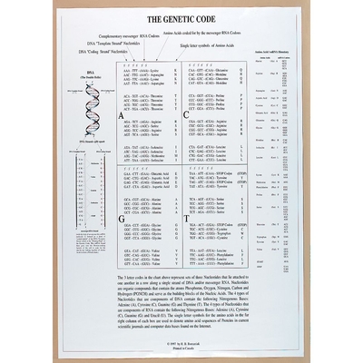 Genetic Code Chart | Carolina Biological Supply