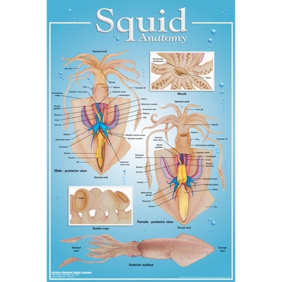 Squid Anatomy Poster | Carolina Biological Supply