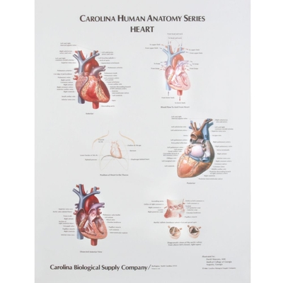 Heart, Giant Carolina® Human Anatomy Series Chart | Carolina Biological ...