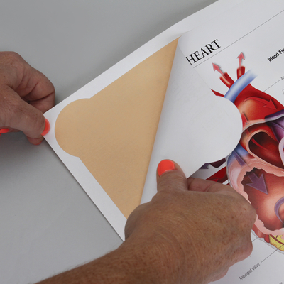 The Heart Post-it® Chart | Carolina Biological Supply