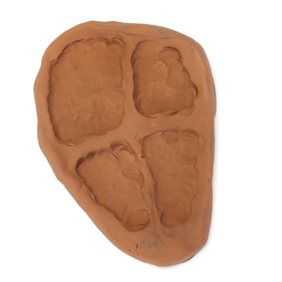 Constructing a Model of the Human Heart Kit | Carolina Biological Supply