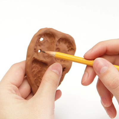 Constructing a Model of the Human Heart Kit | Carolina Biological Supply