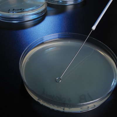 Carolina Investigations® for AP® Biology: Transformation 8-Station Kit ...