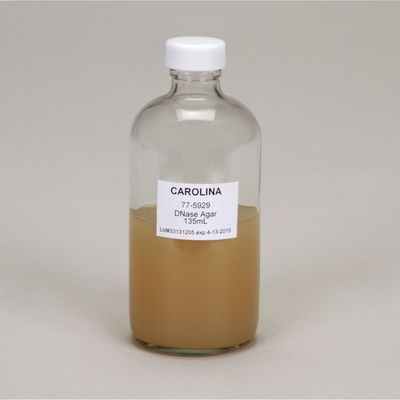 DNAse Agar, Prepared Media Bottle, 135 mL | Carolina Biological Supply