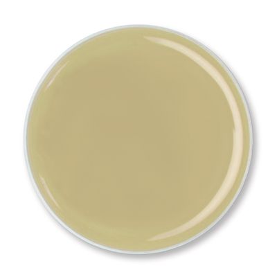 Tryptic Soy Agar, Prepared Media Plates, 100 x 15 mm, Pack of 10 ...