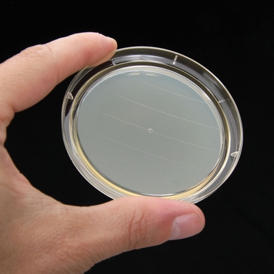 Contact Plates, Pack 10 | Carolina Biological Supply