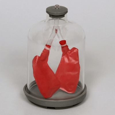 Lung Function Model Kit (Bell Jar) | Carolina Biological Supply