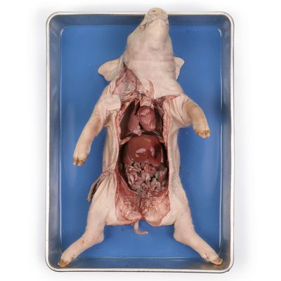 Carolina's Perfect Solution® Preserved Pigs, Double Injection ...