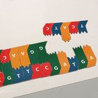 Original DNA Puzzle Kit | Carolina.com