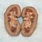 Mammalian Kidney Dissection BioKit® | Carolina Biological Supply