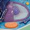 3B® Plant Cell Model | Carolina Biological Supply