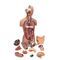 Altay Human Sexless Torso Model | Carolina Biological Supply