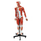 Altay® Human Muscular Figure Model | Carolina Biological Supply