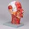 Altay Human Half Head Model, Life Size | Carolina Biological Supply
