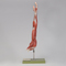 Somso Human Arm and Shoulder Girdle Model | Carolina Biological Supply
