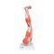 3B® Human Left Leg Model | Carolina Biological Supply