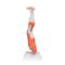 3B® Human Left Leg Model | Carolina Biological Supply