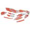 3B® Human Left Leg Model | Carolina Biological Supply